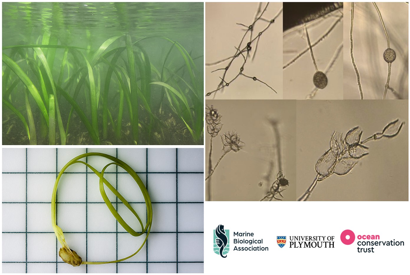 The biology and ecology of disease in seagrass: Understanding the ...